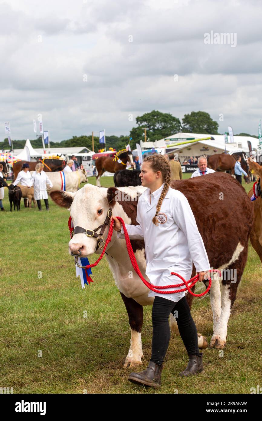Cattle cows being judged in the parade ring at the Royal Cheshire ...