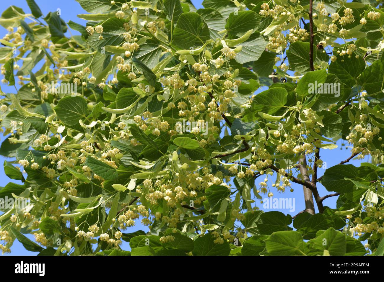 Linden branches young leaves hi-res stock photography and images - Alamy