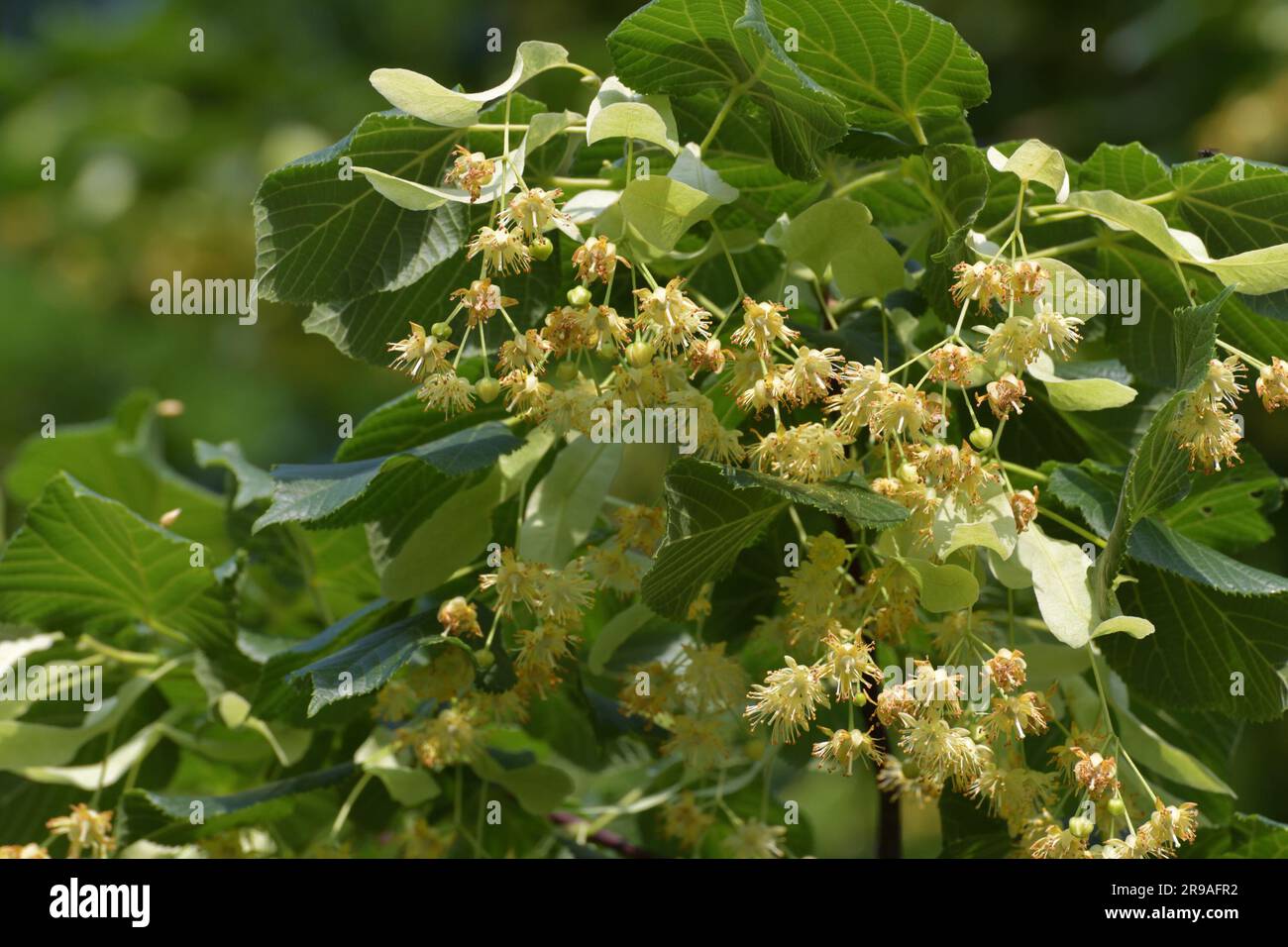 Abundantly flowering linden tree branch Stock Photo - Alamy