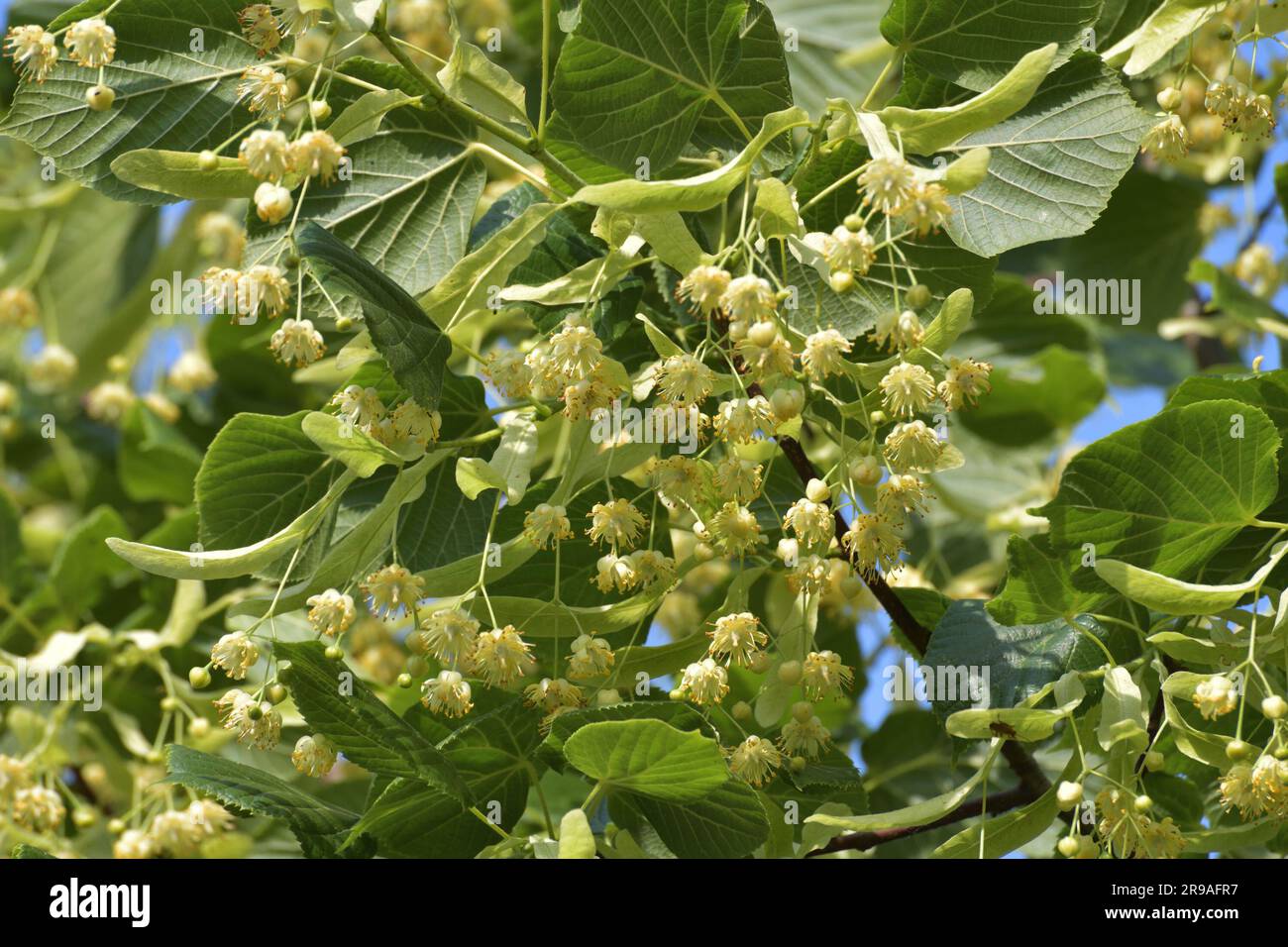 Abundantly flowering linden tree branch Stock Photo - Alamy