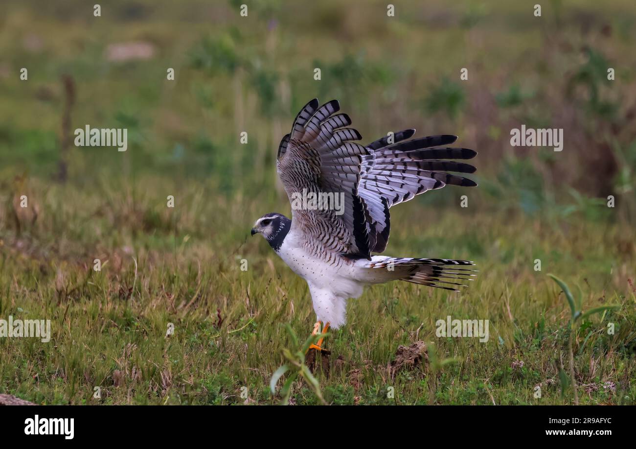 Halcon hi-res stock photography and images - Alamy