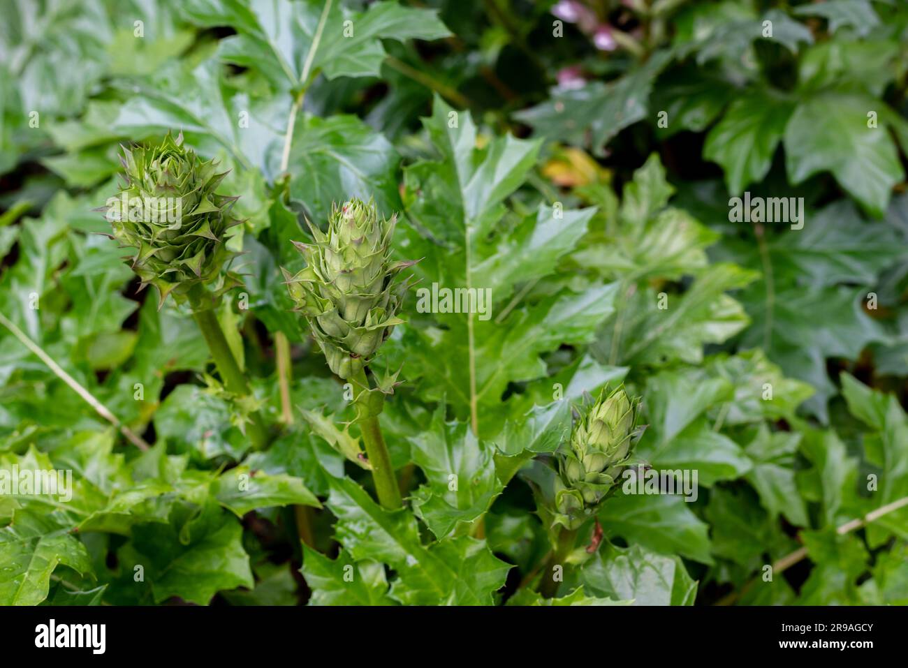 Acanthus balcanicus, is an endemic herbaceous perennial plant in the ...