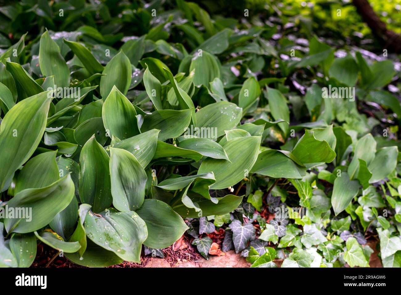 Lily of the valley, sometimes written lily-of-the-valley, is a woodland ...