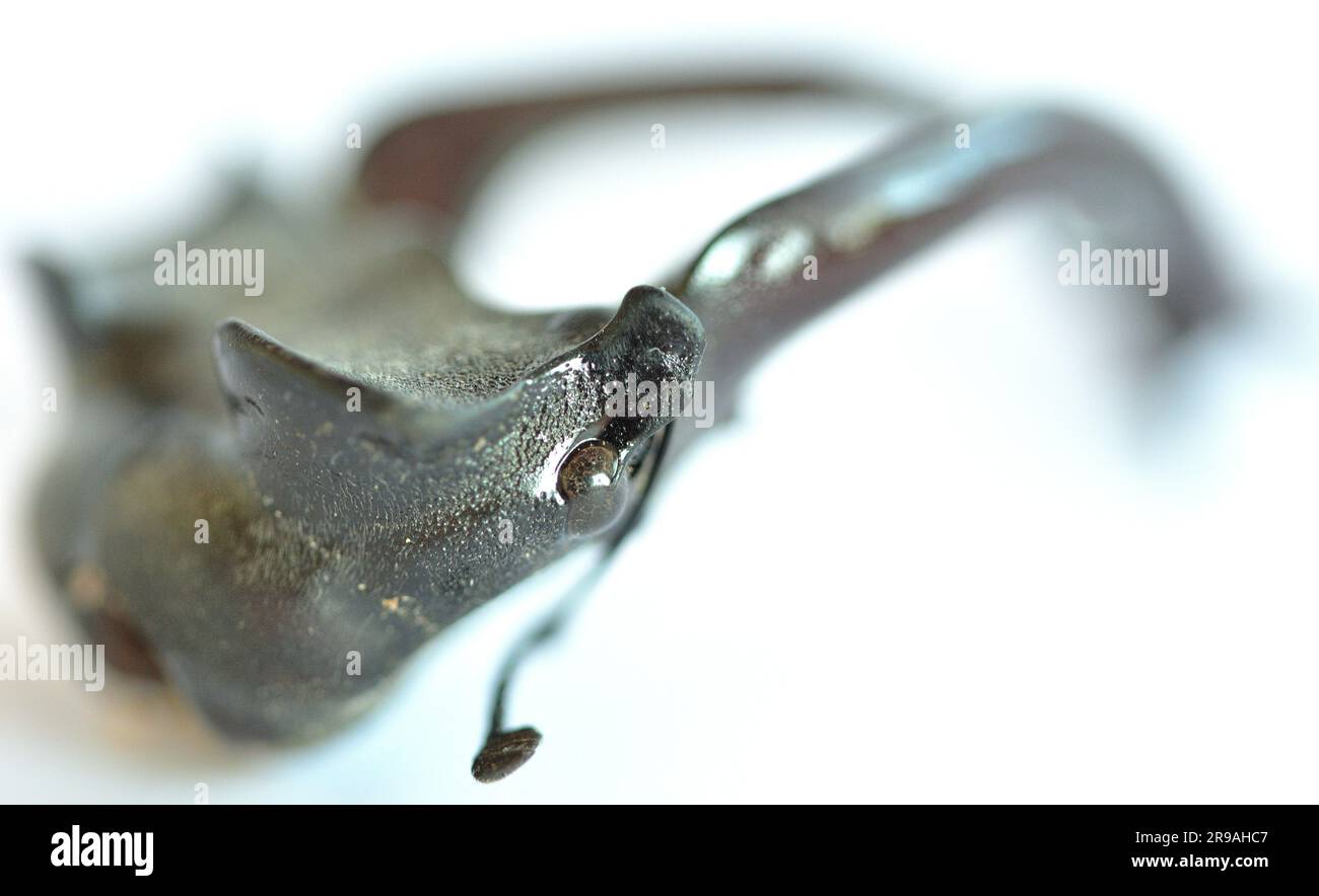 Head of male Lucanus cervus, European stag beetle, protected specie ...