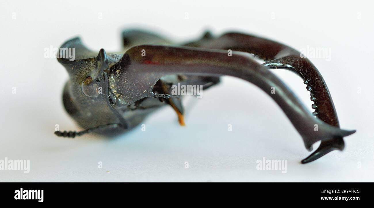 Head of male Lucanus cervus, European stag beetle, protected specie ...
