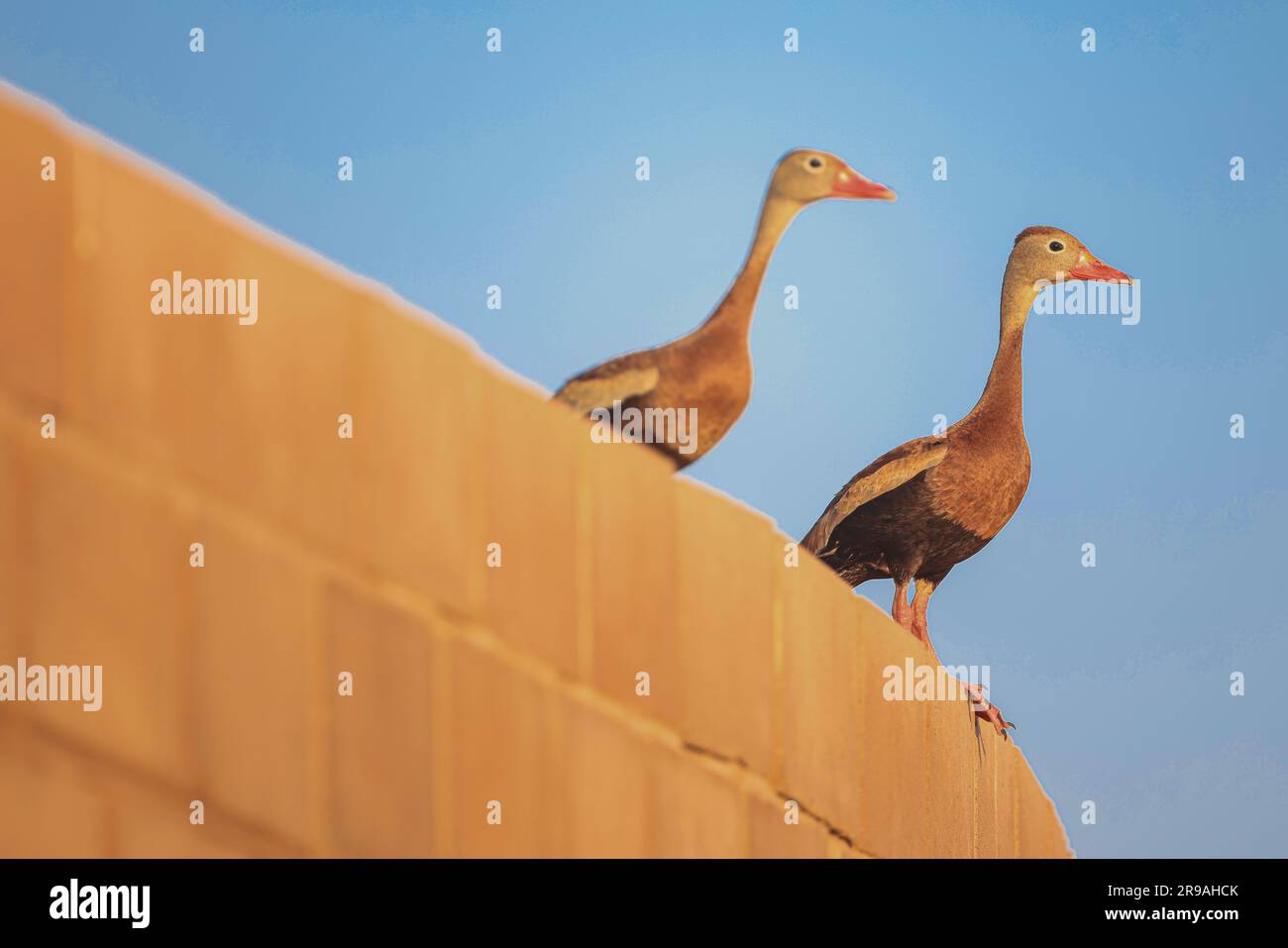 Visto ala hi-res stock photography and images - Alamy