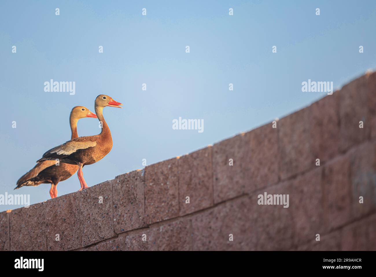 Pijije bird seen in the Metropolitan Park to the west of Hermosillo on ...