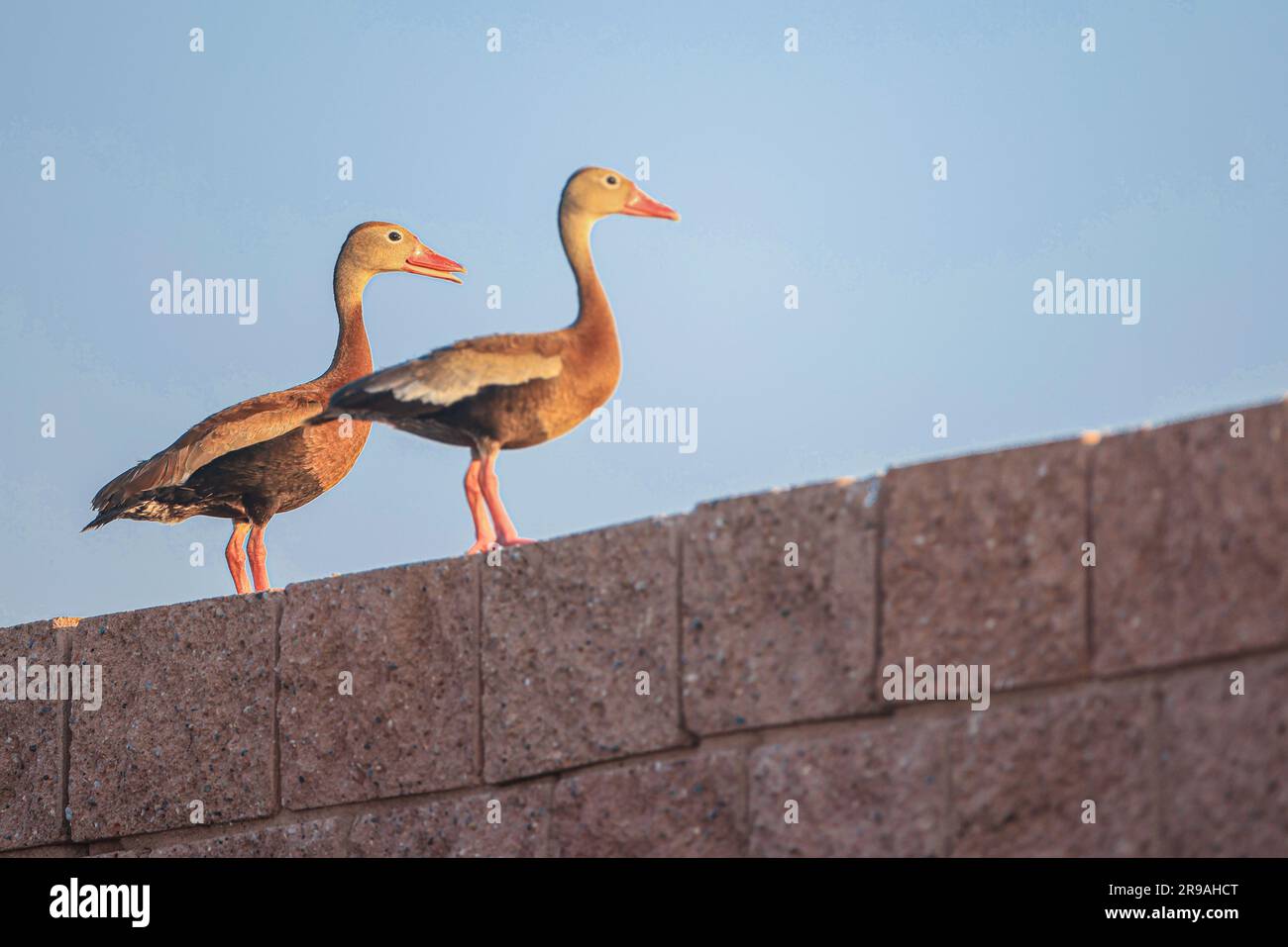 Visto ala hi-res stock photography and images - Alamy
