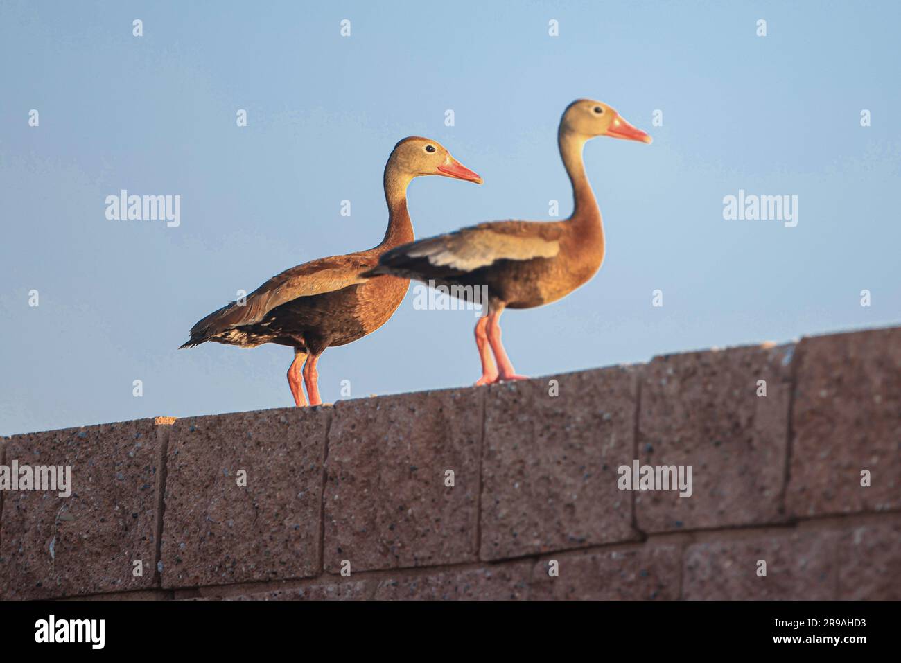 Pijije bird seen in the Metropolitan Park to the west of Hermosillo on ...