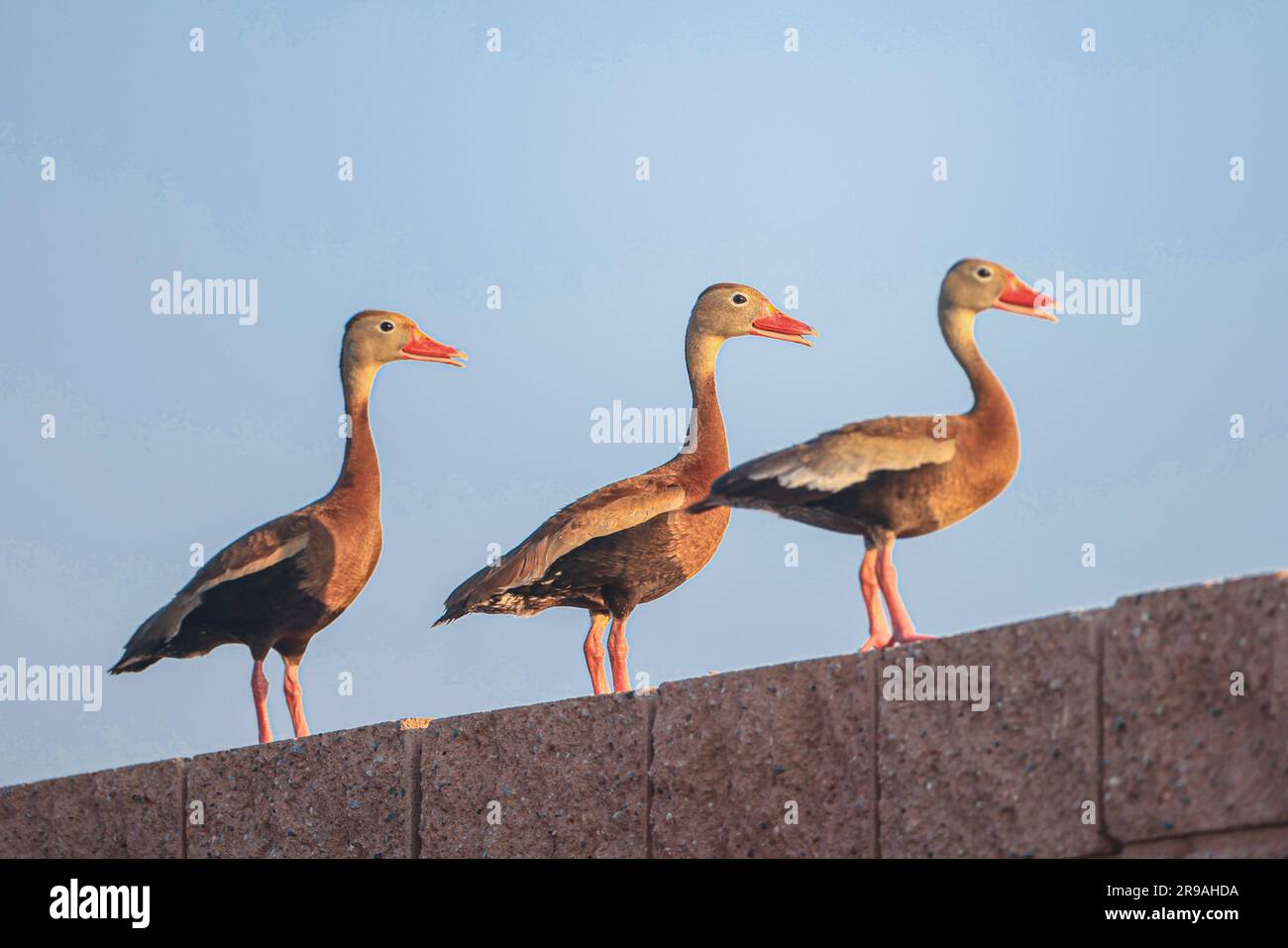 Visto ala hi-res stock photography and images - Alamy