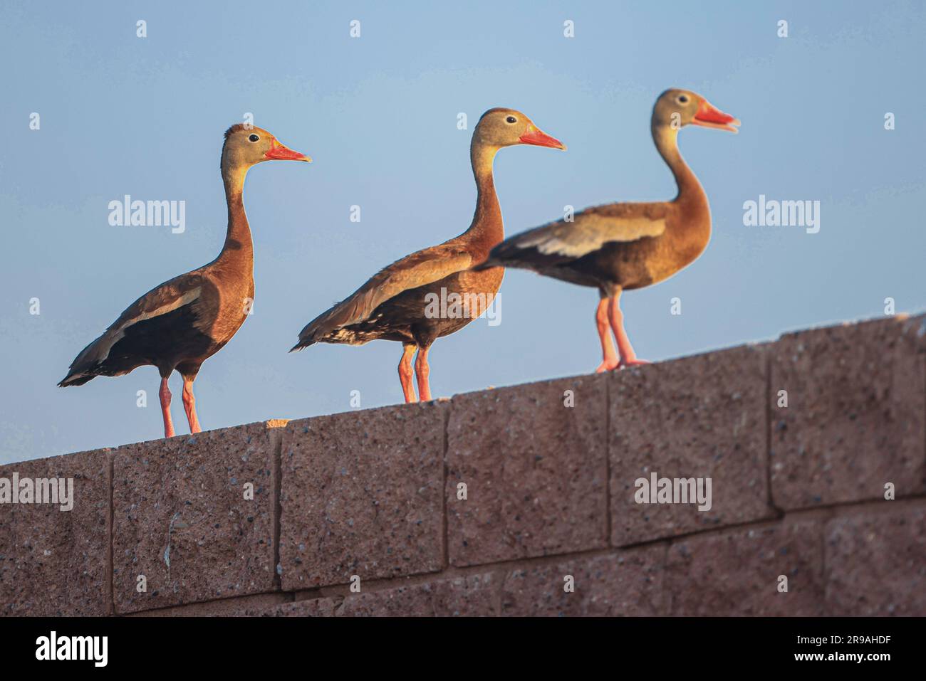 Pijije bird seen in the Metropolitan Park to the west of Hermosillo on ...