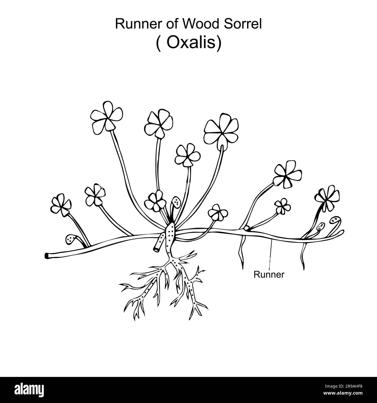 A close-up shot of an Oxalis plant, a genus of flowering plants in the ...