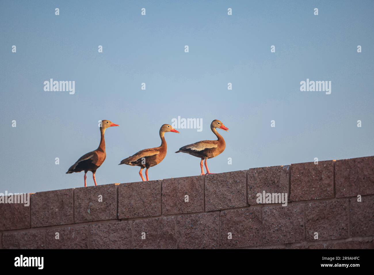 Pijije bird seen in the Metropolitan Park to the west of Hermosillo on ...