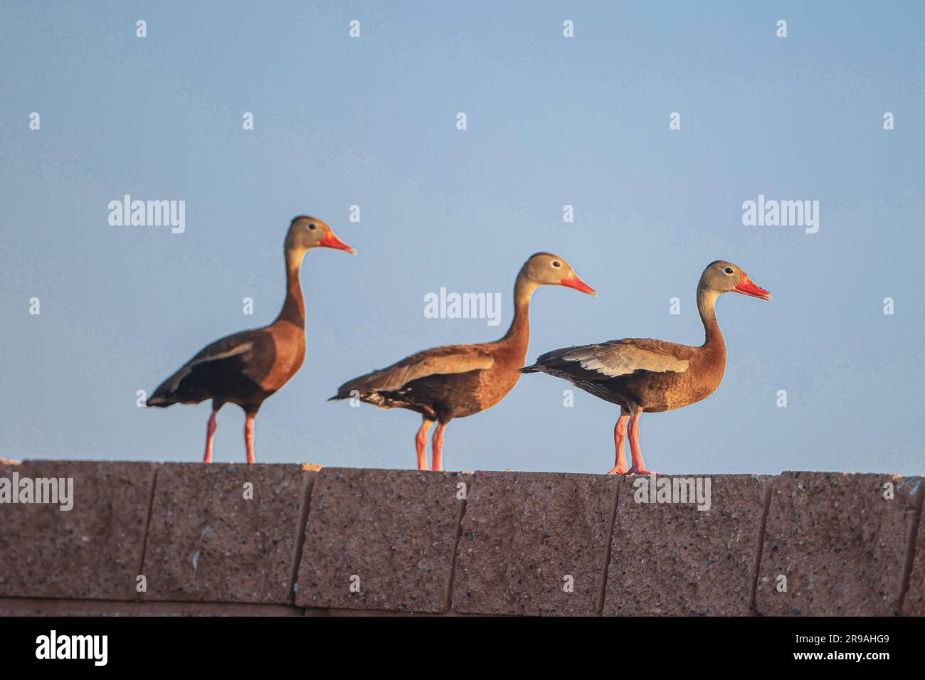 Pico rojo hi-res stock photography and images - Alamy