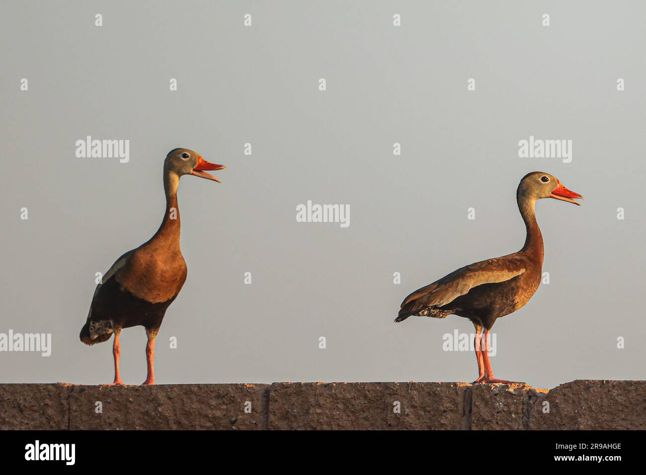 Visto ala hi-res stock photography and images - Alamy
