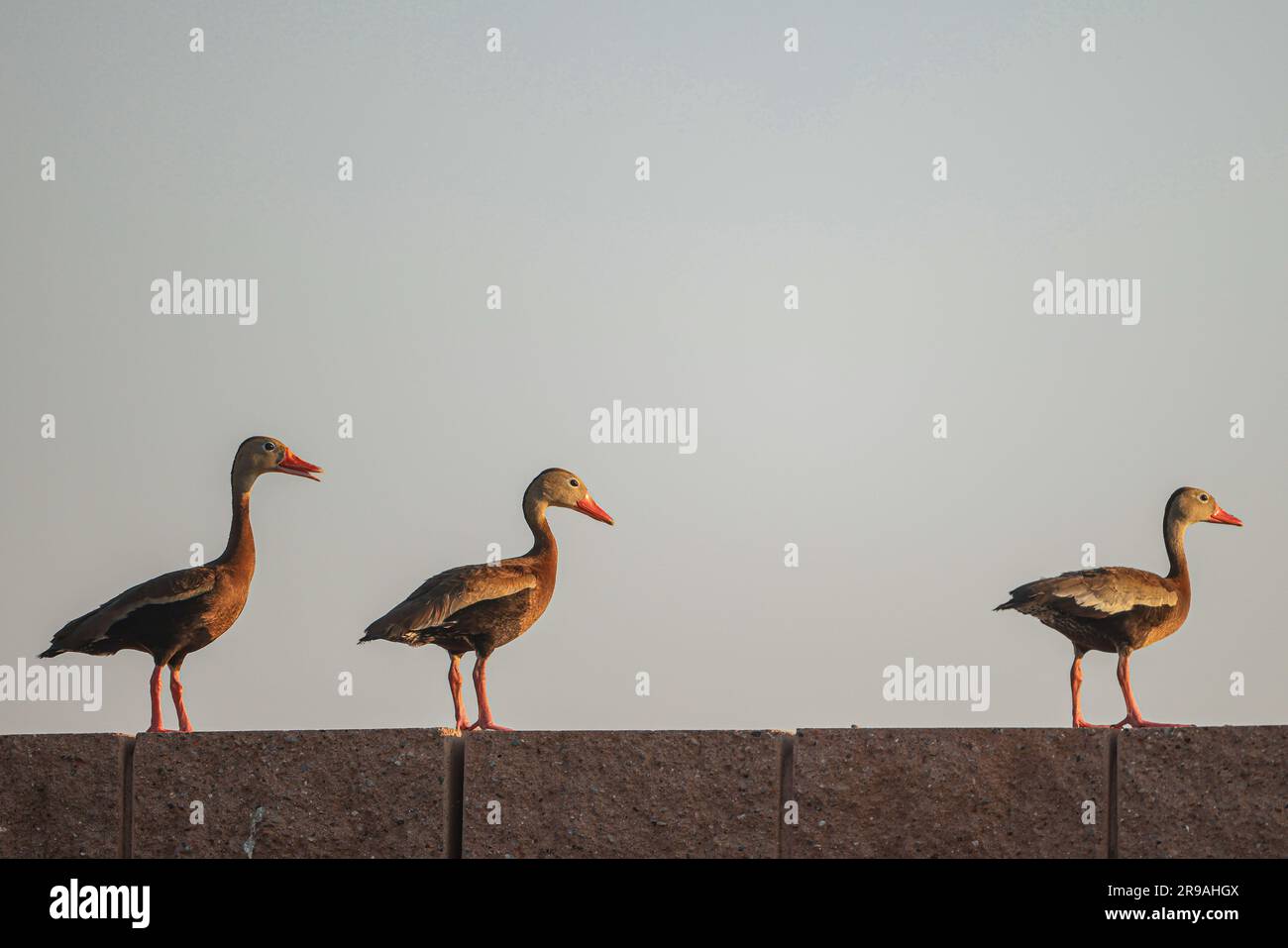 Visto ala hi-res stock photography and images - Alamy