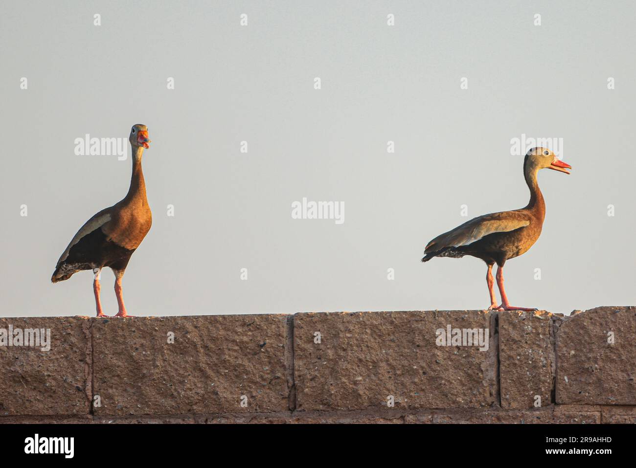 Pijije bird seen in the Metropolitan Park to the west of Hermosillo on ...