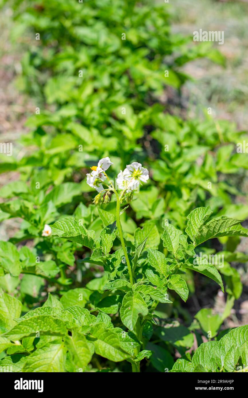 Bed growing potatoes on sunny hi-res stock photography and images - Alamy