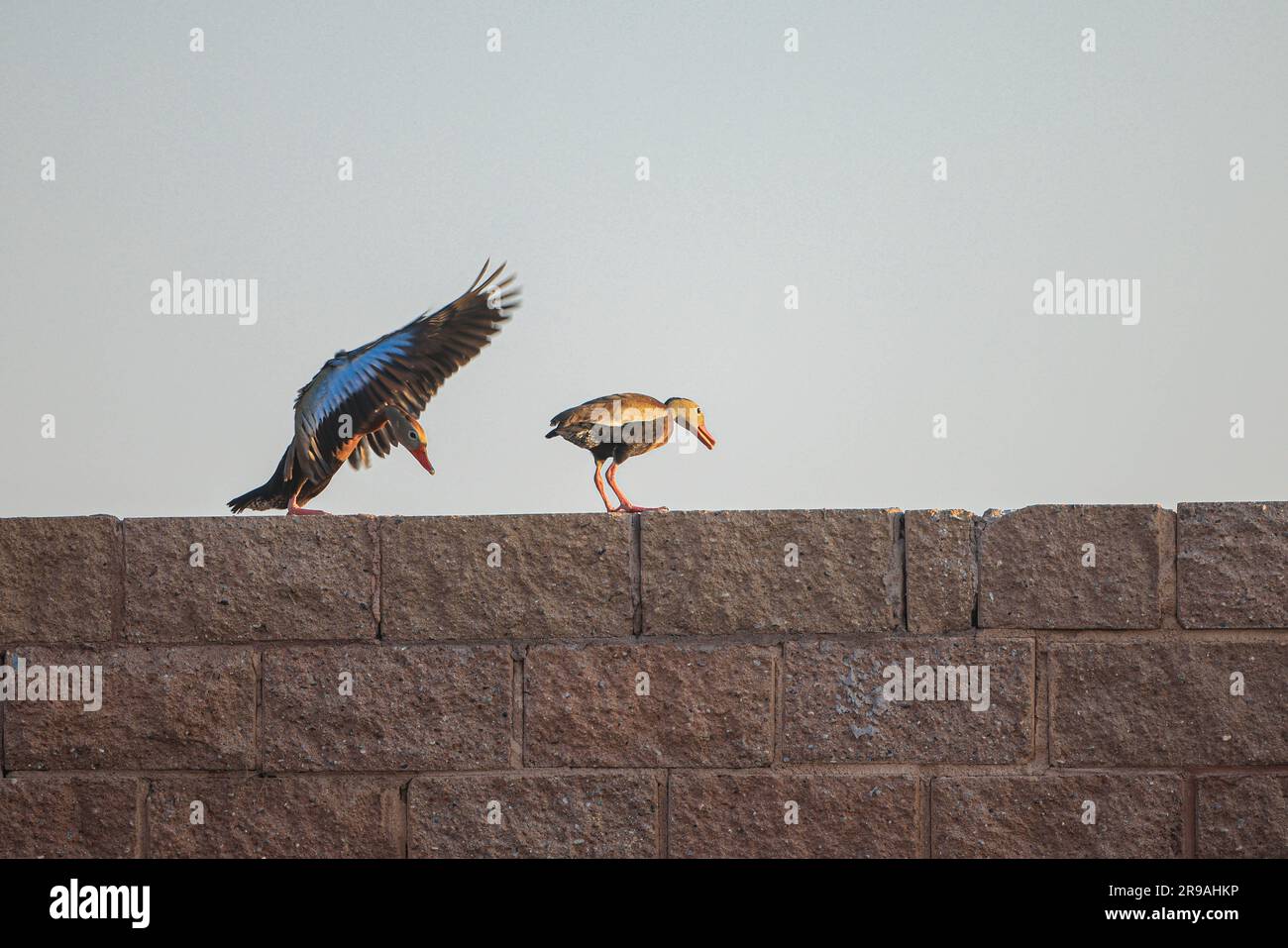 Pijije bird seen in the Metropolitan Park to the west of Hermosillo on ...