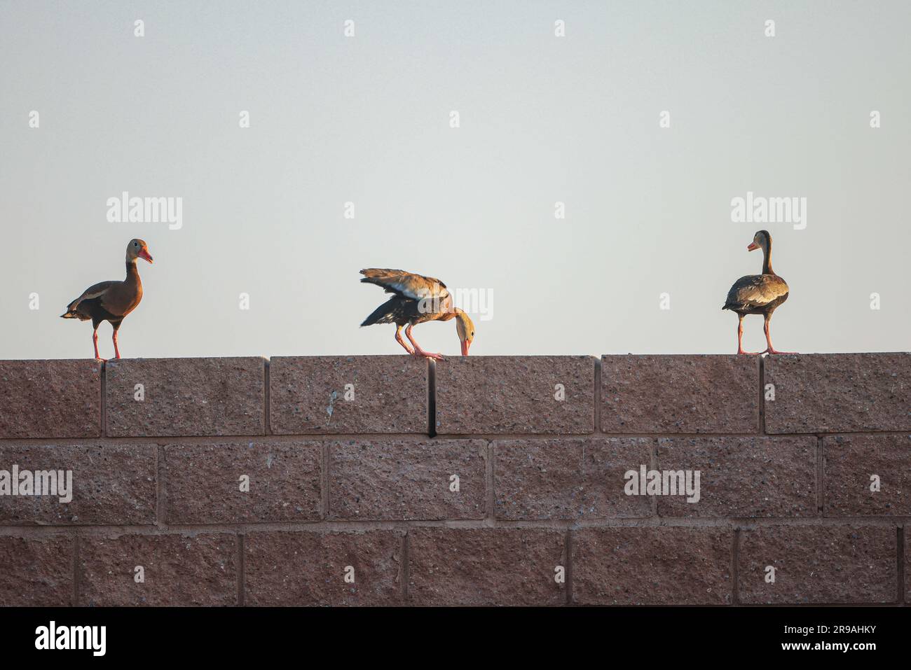 Visto ala hi-res stock photography and images - Alamy