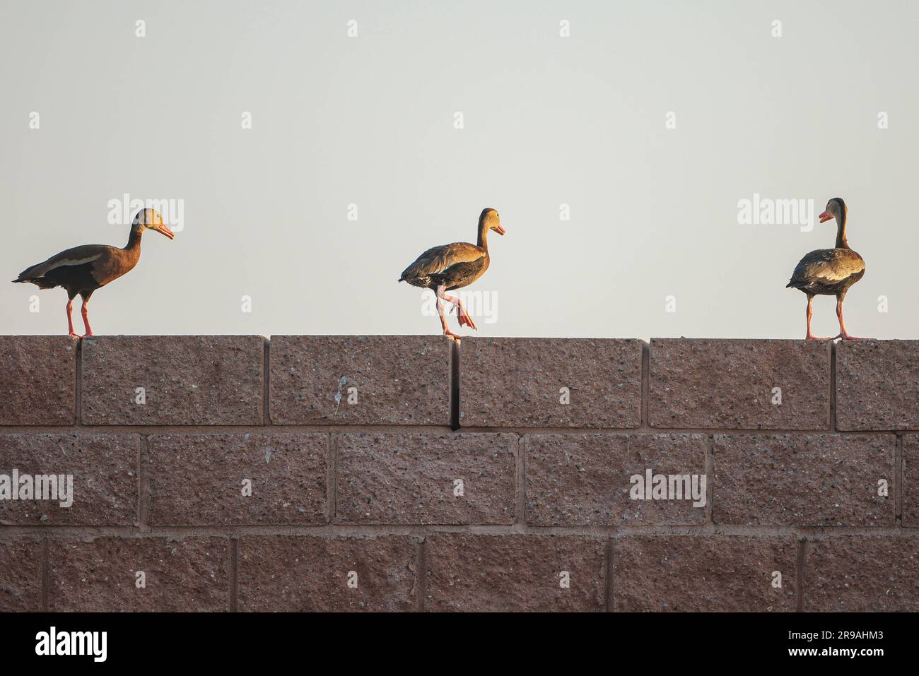 Pijije bird seen in the Metropolitan Park to the west of Hermosillo on ...
