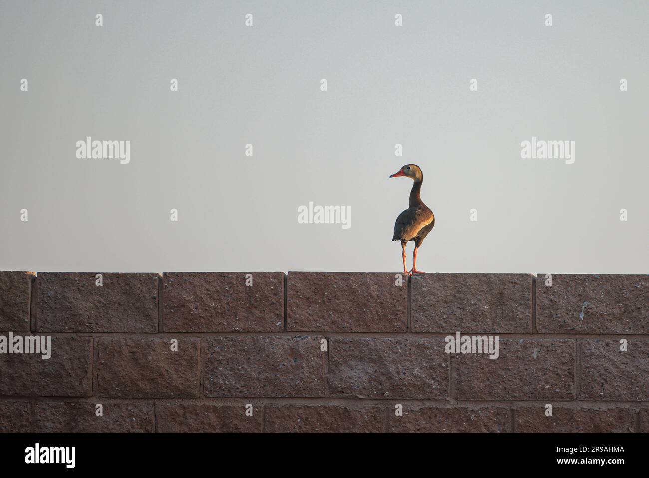 Pijije bird seen in the Metropolitan Park to the west of Hermosillo on ...