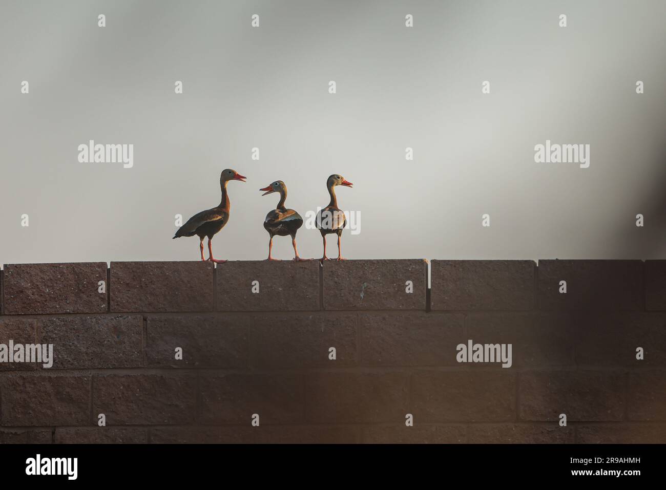 Pijije bird seen in the Metropolitan Park to the west of Hermosillo on ...