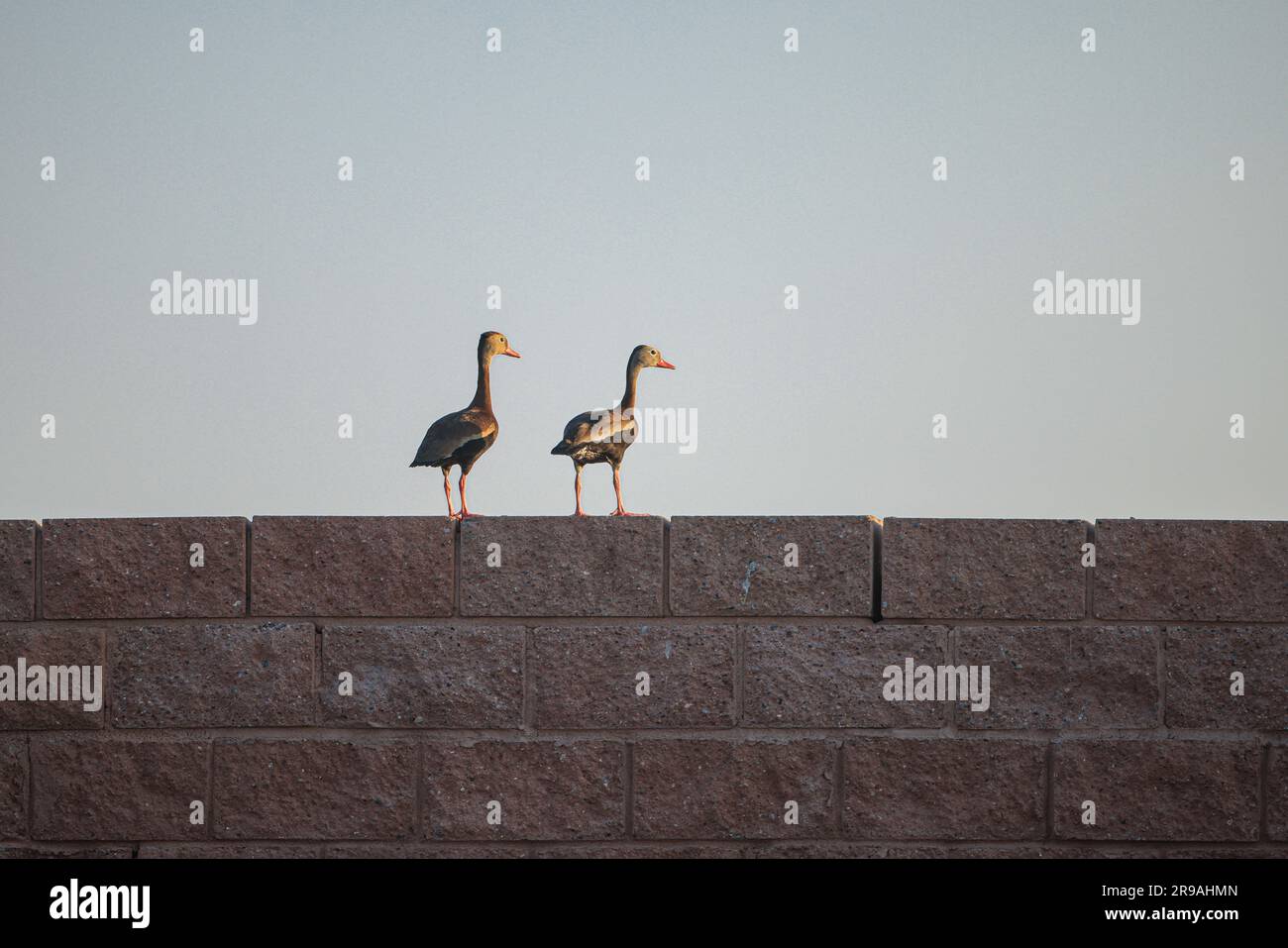 Pijije bird seen in the Metropolitan Park to the west of Hermosillo on ...
