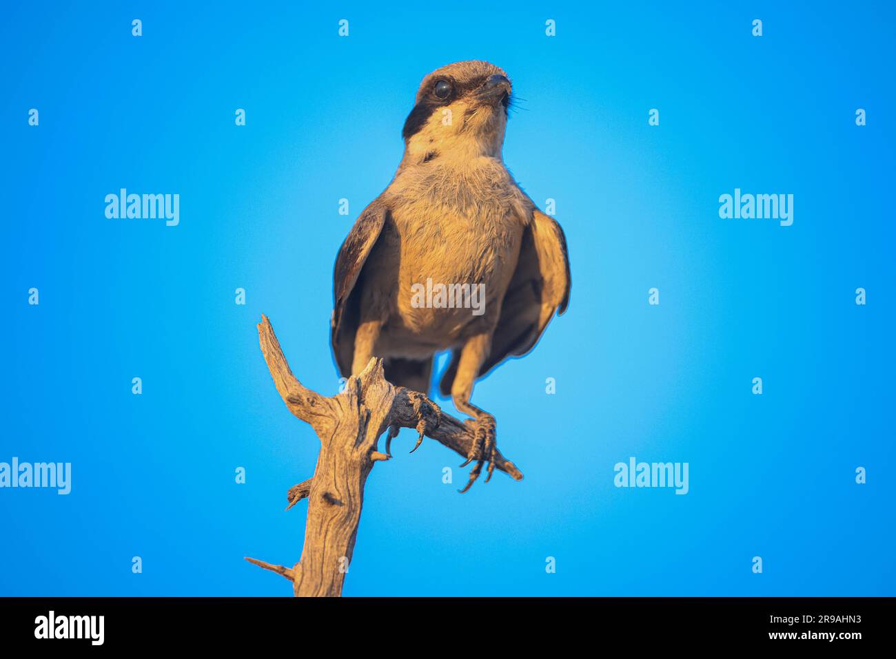 Poniente de mexico hi-res stock photography and images - Alamy