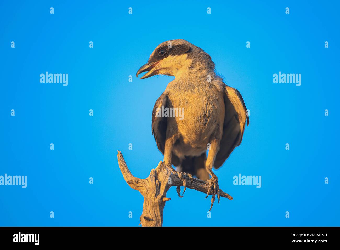 Poniente de mexico hi-res stock photography and images - Alamy