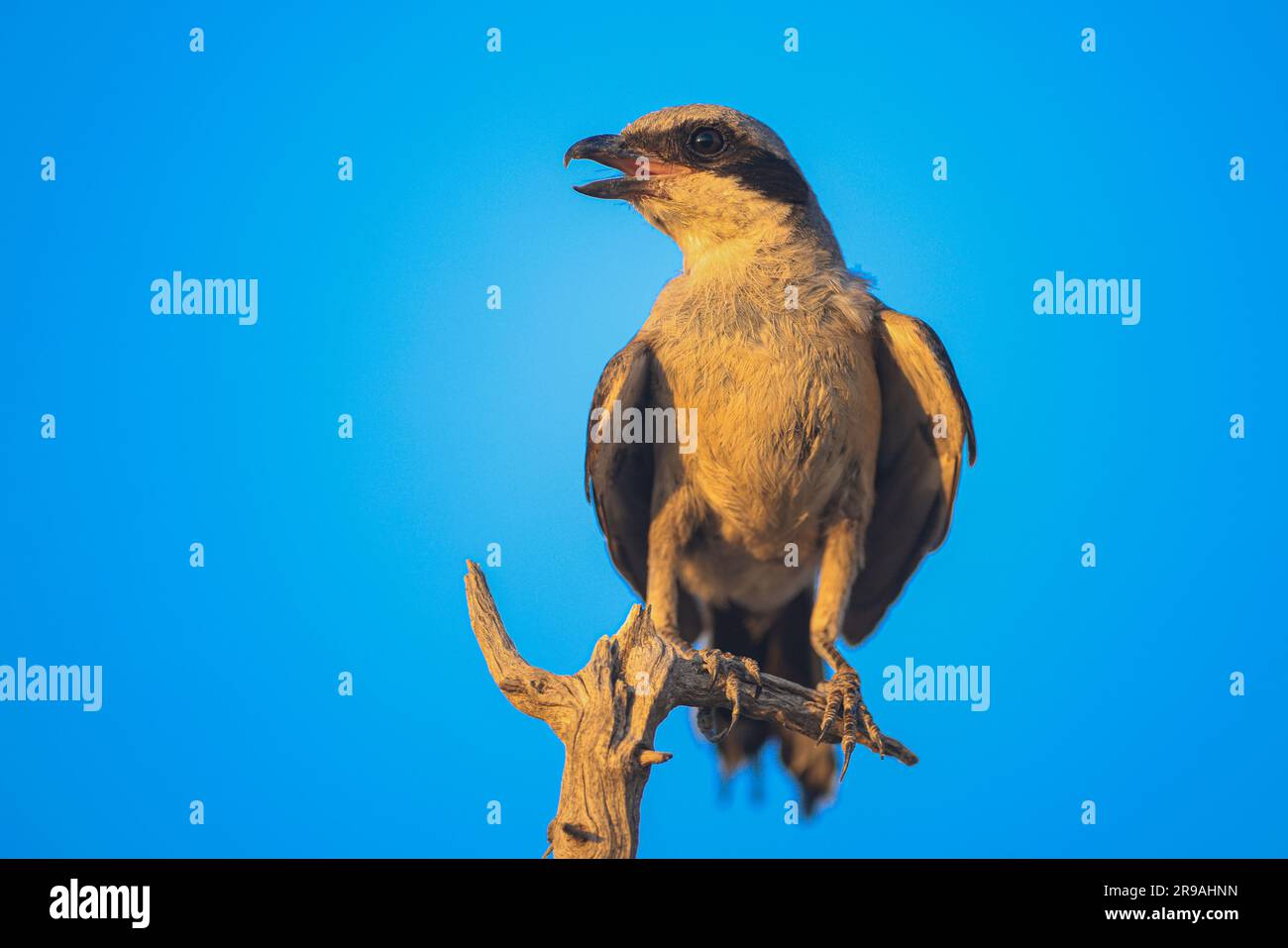 Poniente de mexico hi-res stock photography and images - Alamy