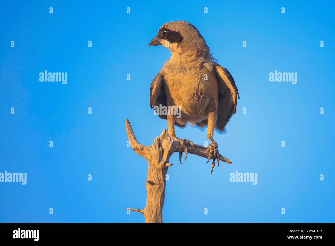 Chonte or Senzontle (Turdus grayi) seen in the Metropolitan Park to the ...