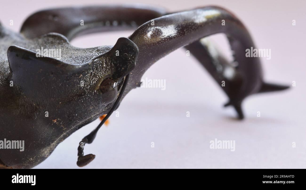 Head of male Lucanus cervus, European stag beetle, protected specie ...
