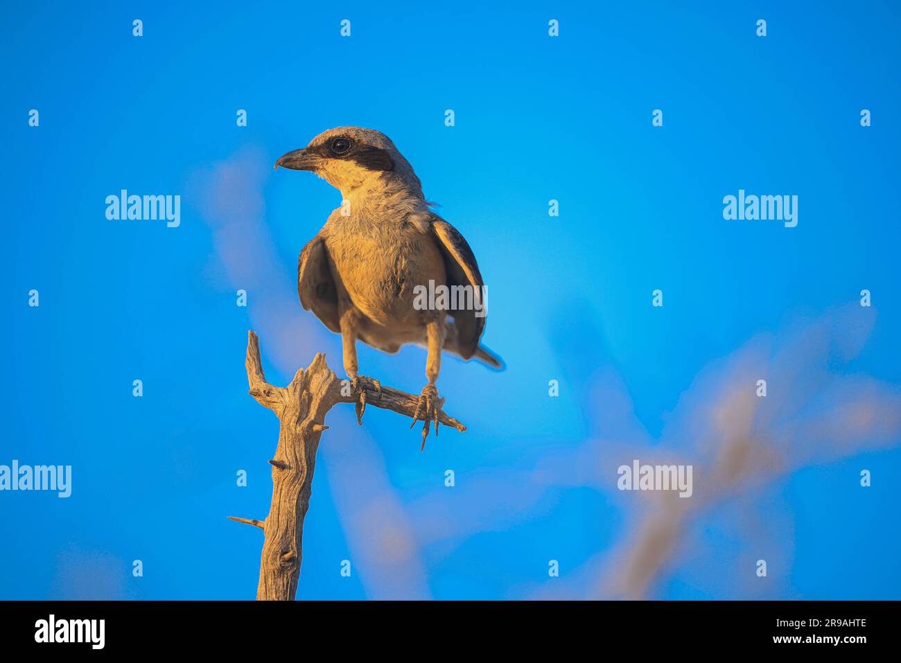 Chonte or Senzontle (Turdus grayi) seen in the Metropolitan Park to the ...