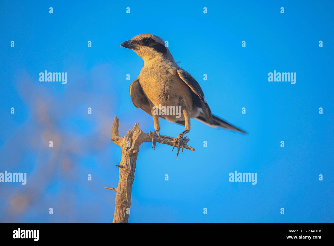 Chonte or Senzontle (Turdus grayi) seen in the Metropolitan Park to the ...