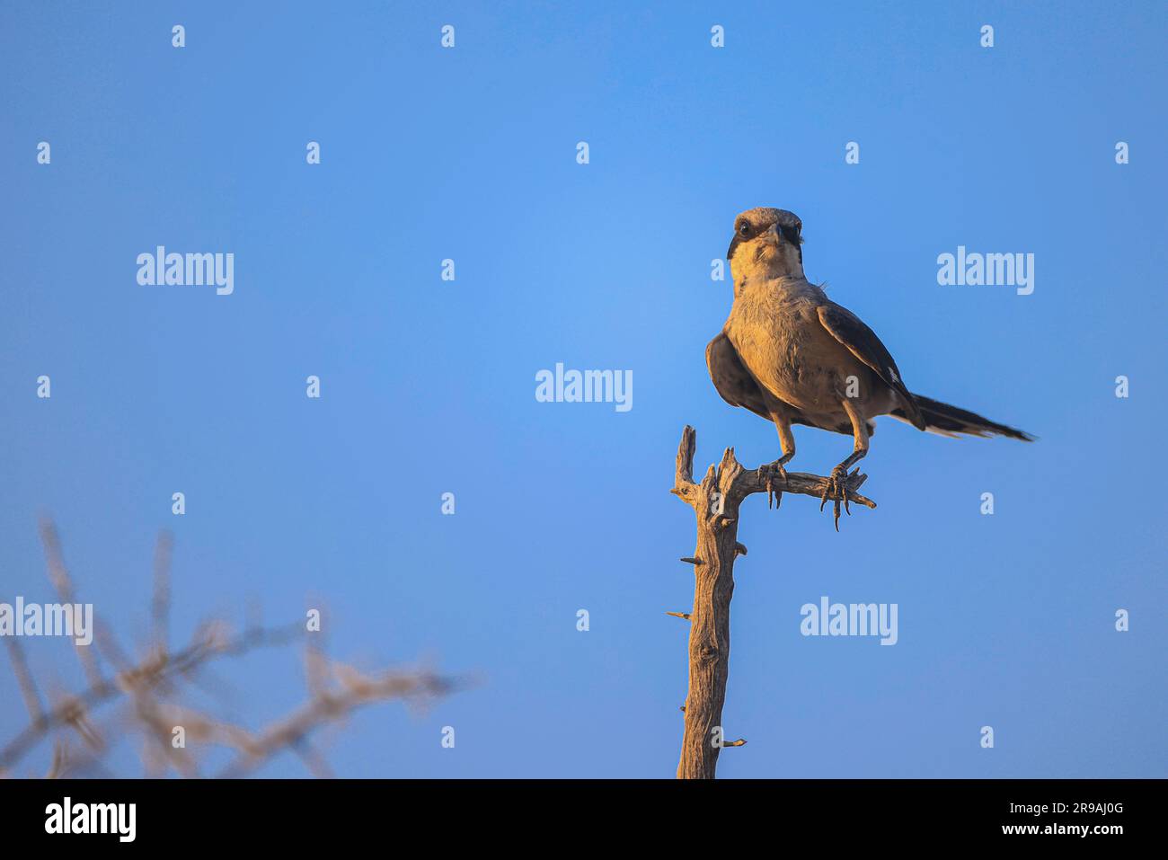 Chonte or Senzontle (Turdus grayi) seen in the Metropolitan Park to the ...