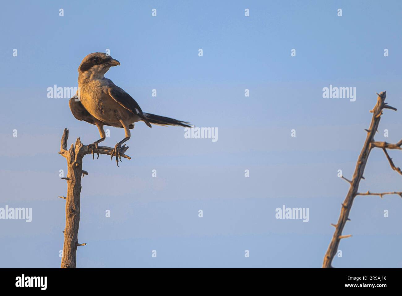 Chonte or Senzontle (Turdus grayi) seen in the Metropolitan Park to the ...
