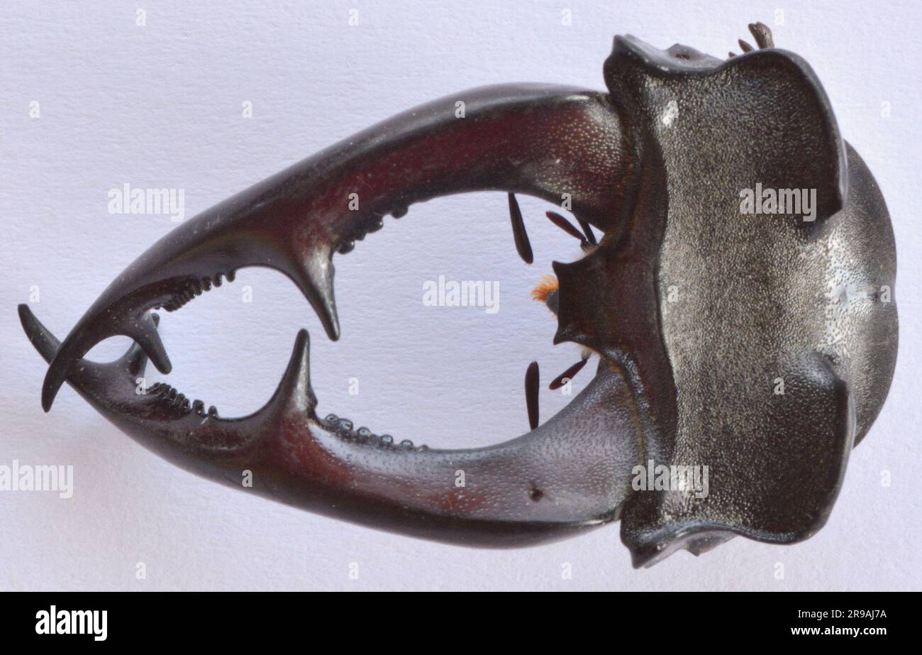 Head of male Lucanus cervus, European stag beetle, protected specie ...