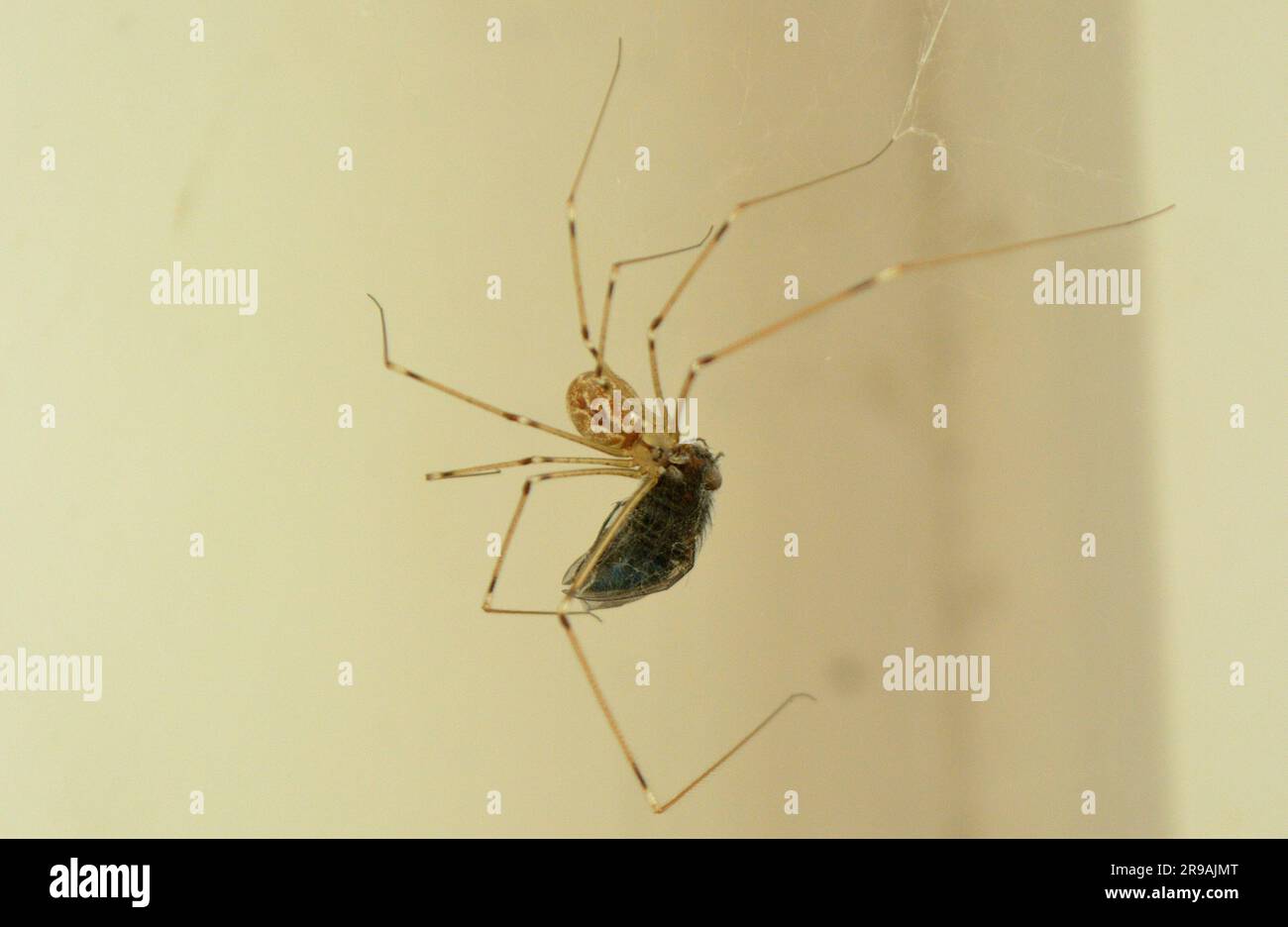 Tangleweb spider hi-res stock photography and images - Alamy
