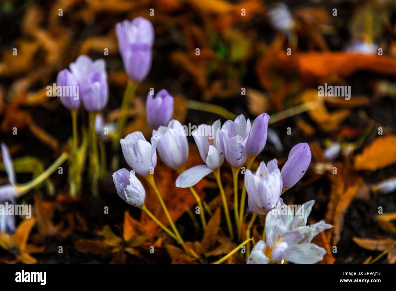 Purple crocus flowers in Kenaupark, an urban park in Haarlem city of ...