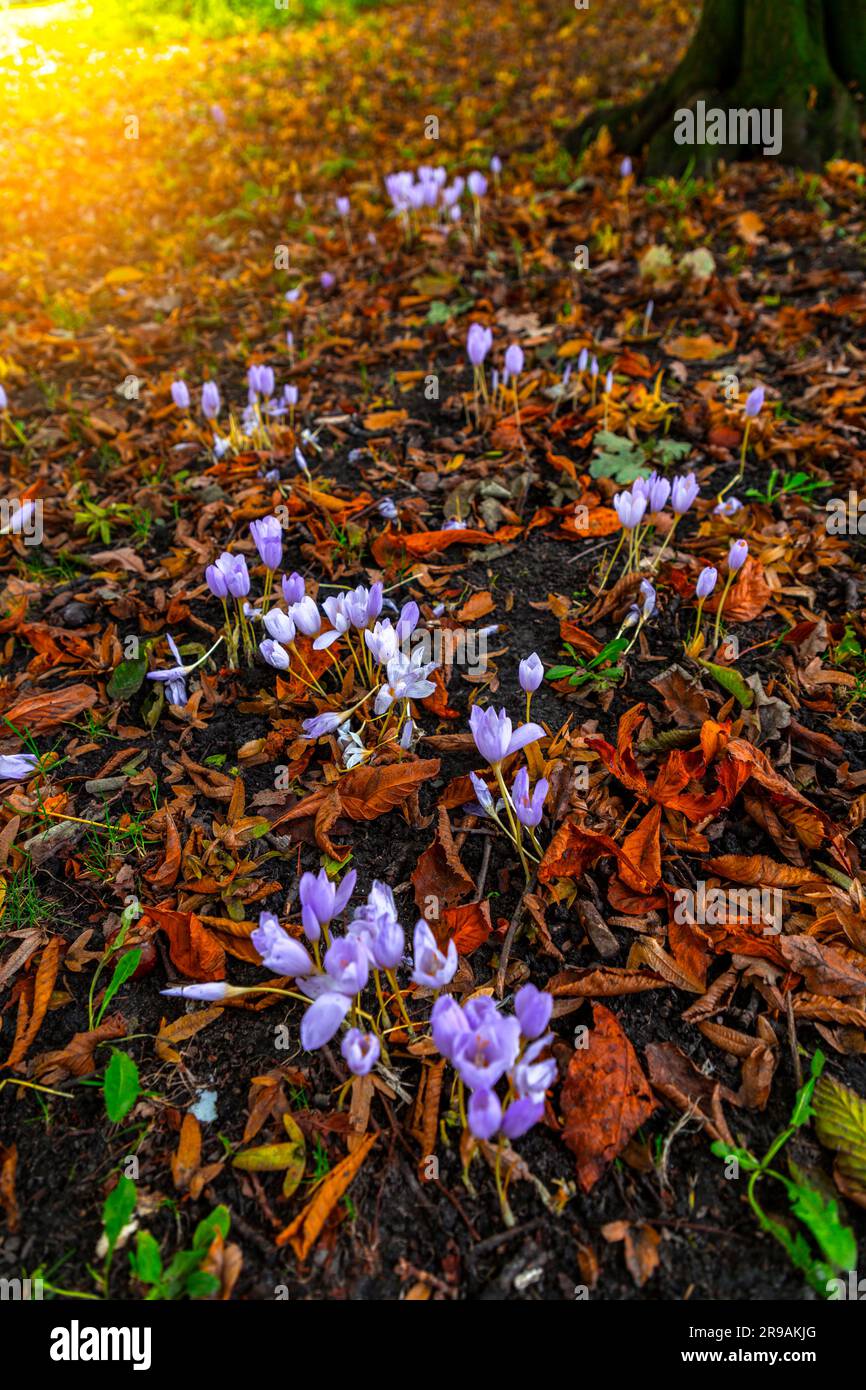 Purple crocus flowers in Kenaupark, an urban park in Haarlem city of ...