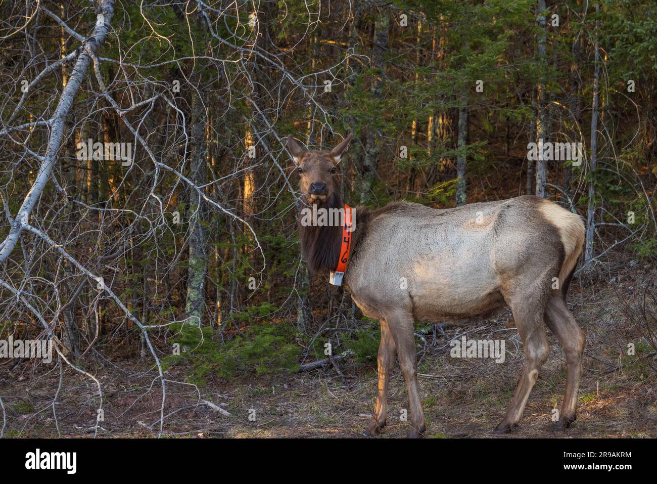 Female elk eating aspen twigs in the Clam Lake area of northern ...