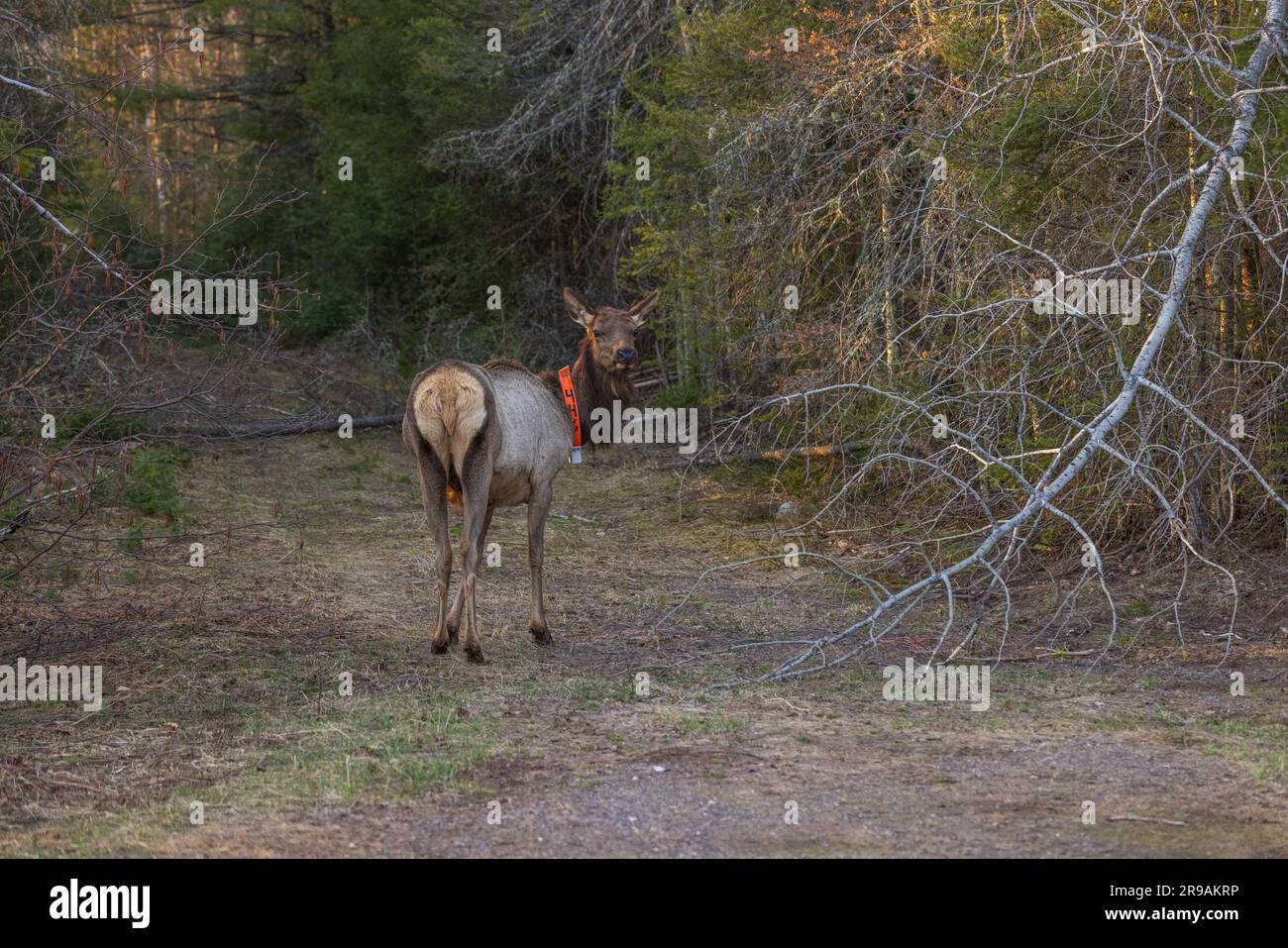 Female elk in the Clam Lake area of northern Wisconsin Stock Photo - Alamy