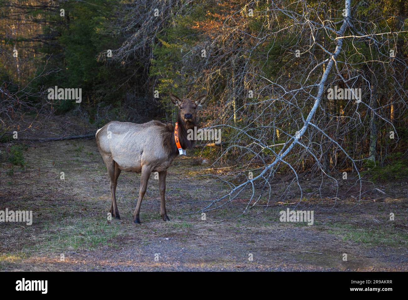 Female elk in the Clam Lake area of northern Wisconsin Stock Photo - Alamy