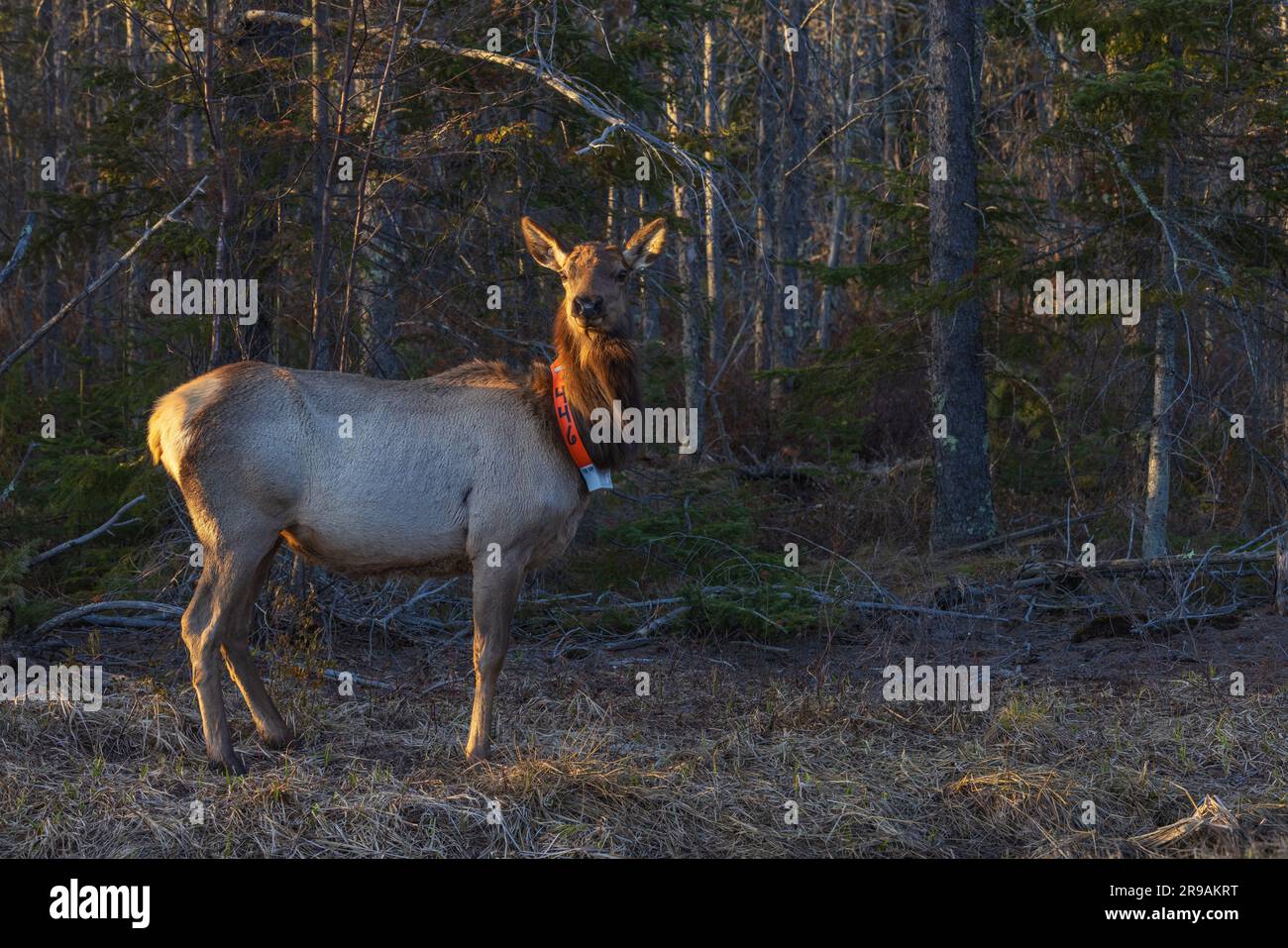 Female elk in the Clam Lake area of northern Wisconsin Stock Photo - Alamy
