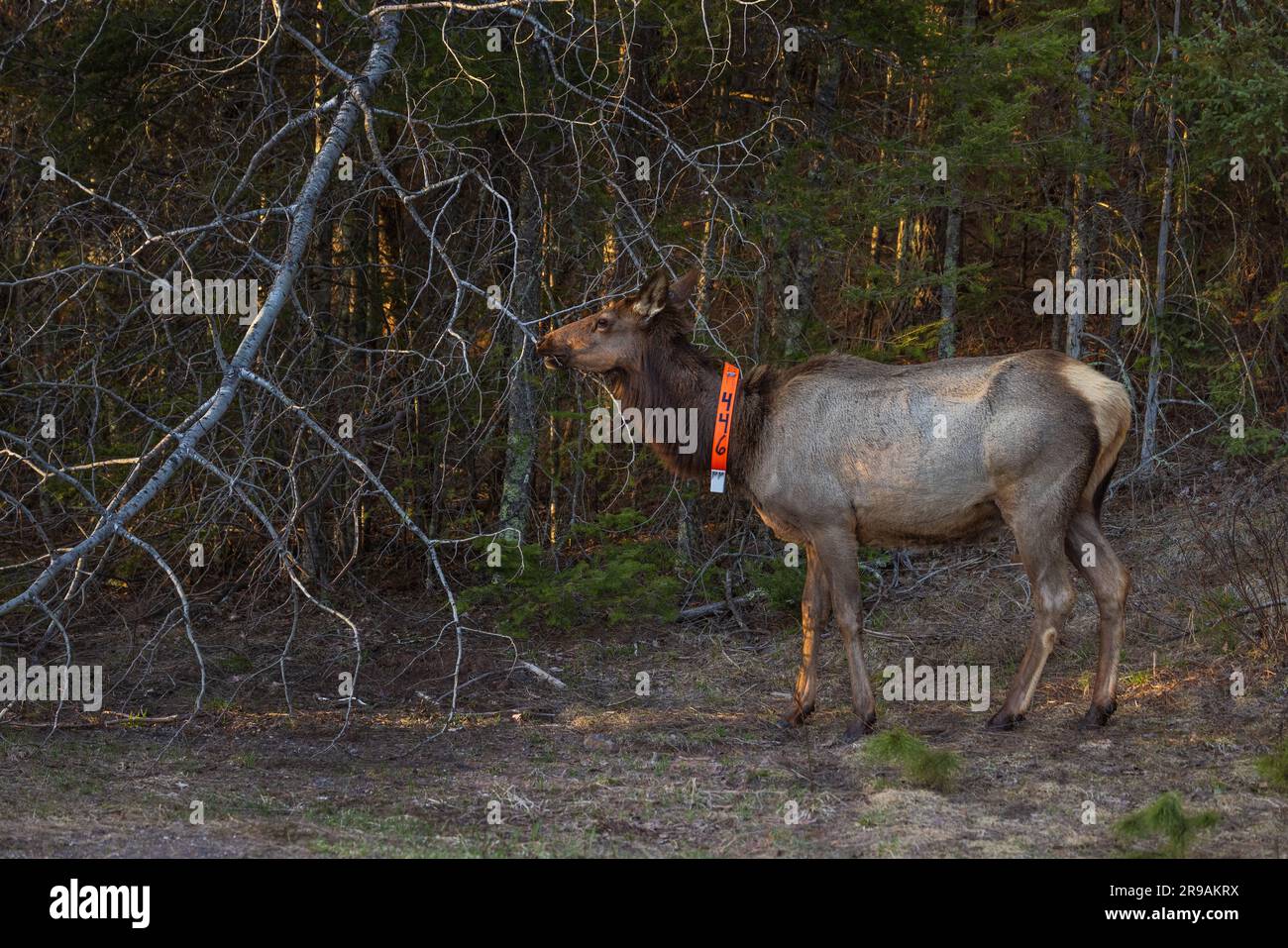 Female elk eating aspen twigs in the Clam Lake area of northern ...