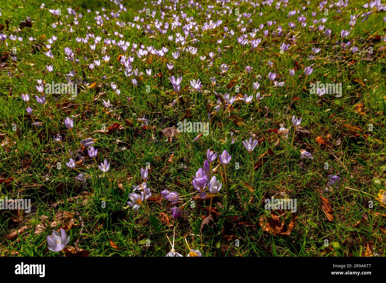 Purple crocus flowers in Kenaupark, an urban park in Haarlem city of ...