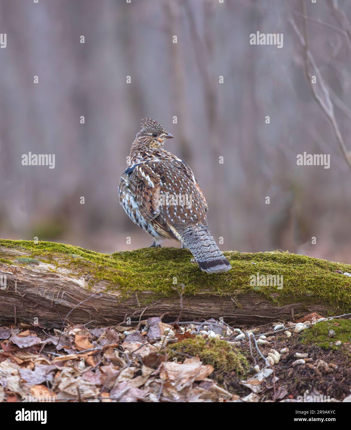 Ruffed grouse on a drumming log in northern Wisconsin Stock Photo - Alamy