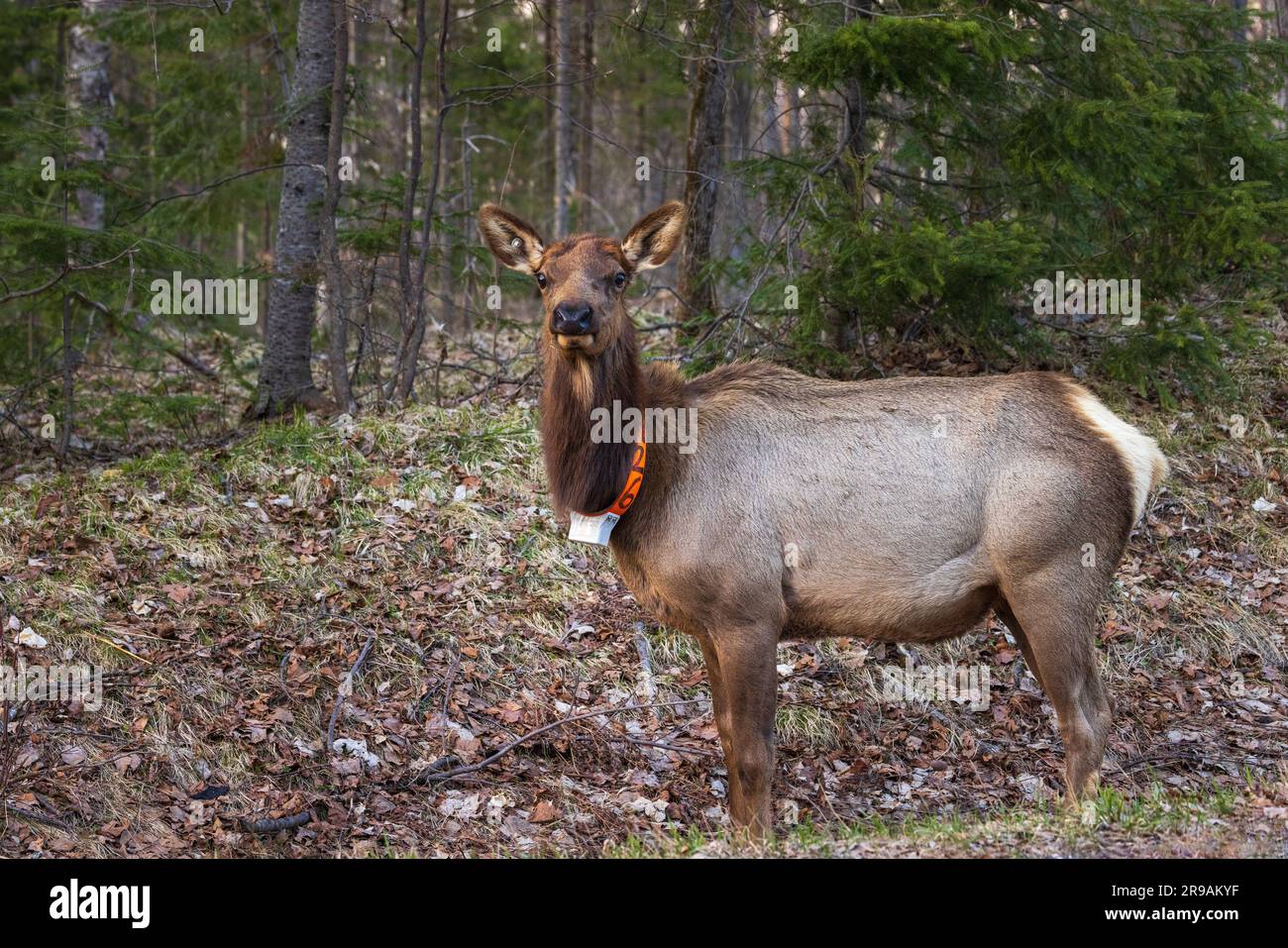 Cow elk in the Clam Lake area of northern Wisconsin Stock Photo - Alamy