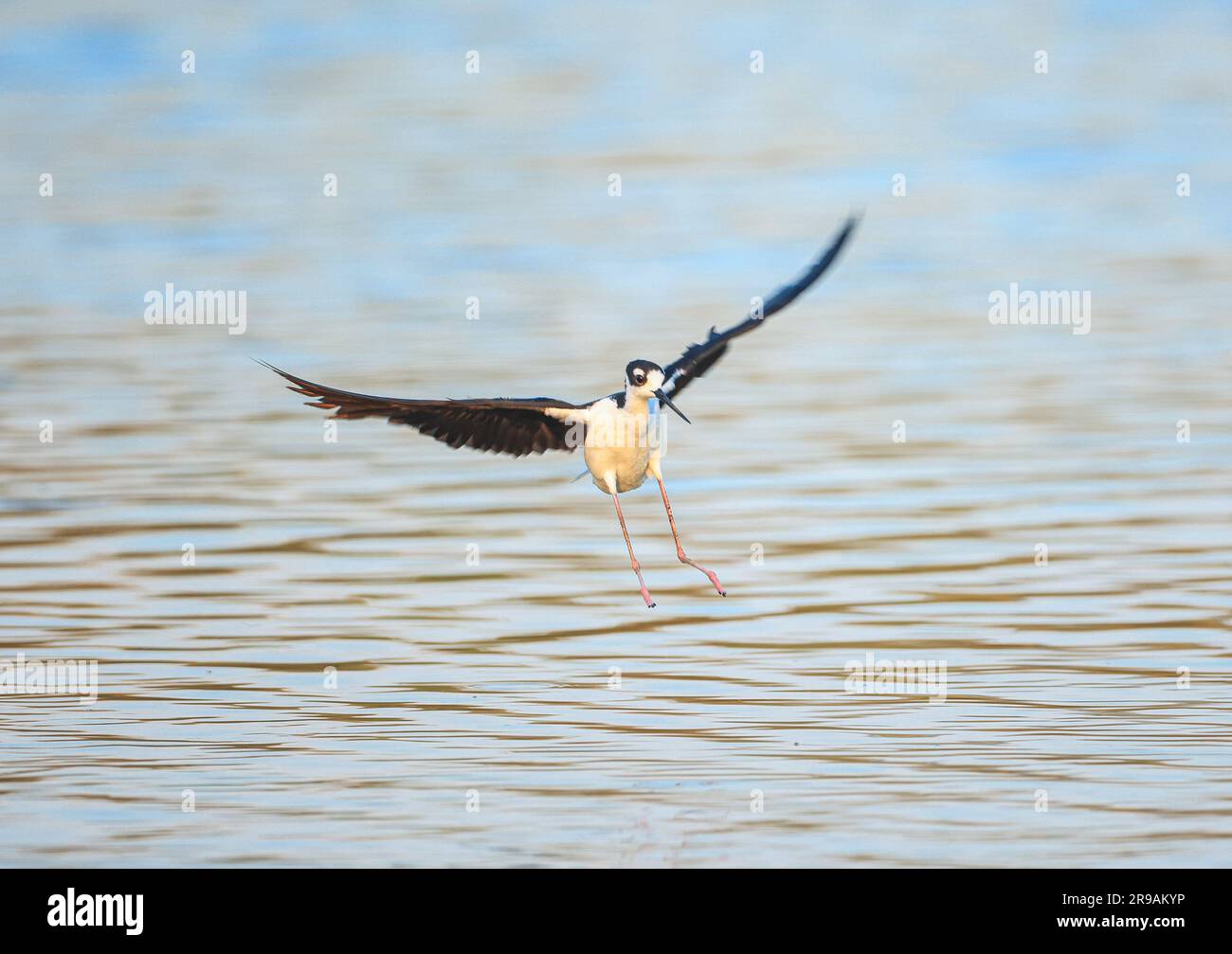 American Monjita, Himantopus mexicanus,Himantopus leucocephalus ...